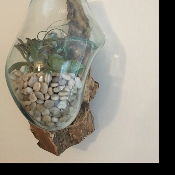 Teak Root Vase - XL - Etsy