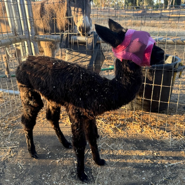 Goat/sheep Fly Masks - With & W/o Horns - Dual Adjustable - Made to ...