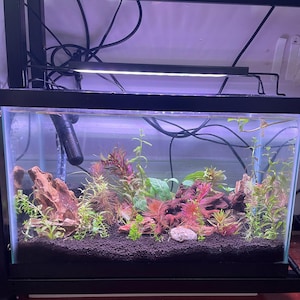 1 Bucephalandra Micro Live Aquarium Plants Free S/h Live Aquatic Plants ...