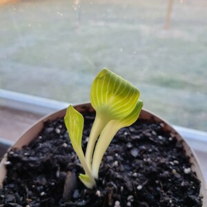 2 Live Coreopsis Verticillata 'zesty Zinger Threadleaf Coreopsis ...