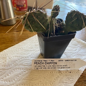 OP027: Opuntia Debreczeyi 'alberta Sunset' spineless Cat's Paw Cactus ...