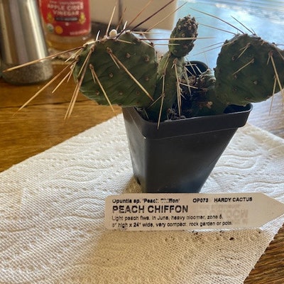 OP027: Opuntia Debreczeyi 'alberta Sunset' spineless Cat's Paw Cactus ...