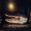 ALLIGATOR BONE DUST Voodoo Hoodoo Wicca Gothic Oddity - Etsy