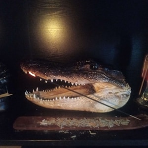ALLIGATOR BONE DUST Voodoo Hoodoo Wicca Gothic Oddity - Etsy