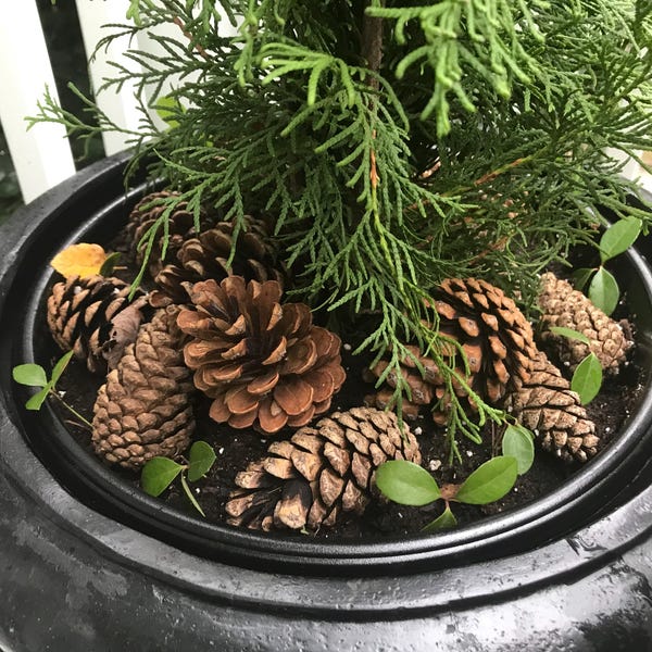 Princess Pine Tree Clubmoss Plants for Fairy Garden, Terrarium, Garden ...