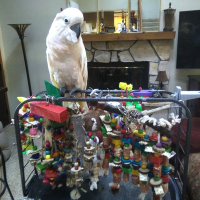 Macaw Ladder, Large Bird Toy - Etsy