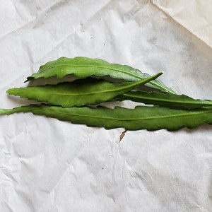 Disocactus Macranthus Golden Orchid Cactus Unrooted Succulent - Etsy