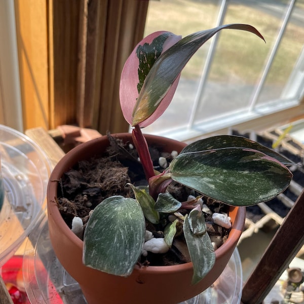 Philodendron Pink Princess PPP **(ALL Starter Plants Require You to ...