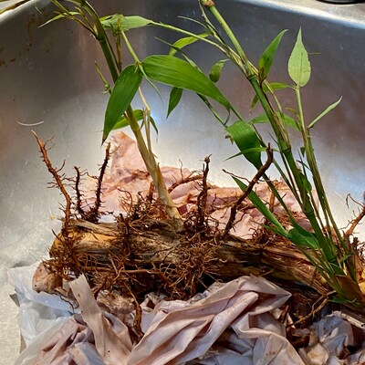 Moso the Giant Bamboo Root System/rhizome. Get Your Natural Privacy ...