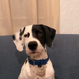 Dog Tag Camper Dog Tag Adventure Personalized Dog Tag Pet | Etsy