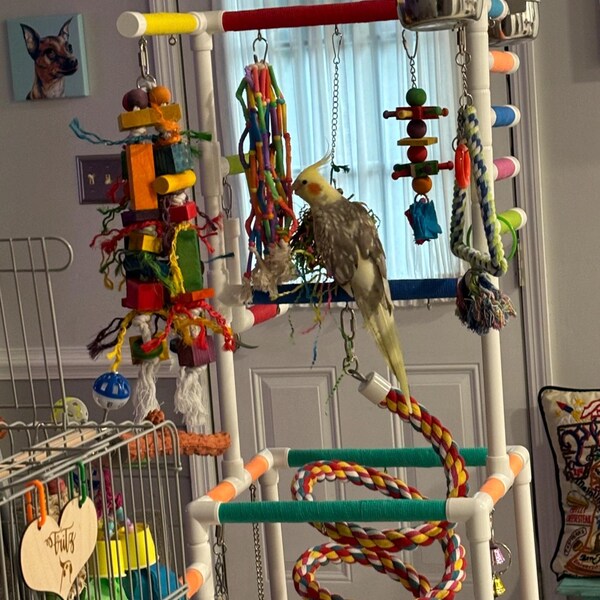 25 Closed Bird Leg Bands Aluminum Custom Laser Engraved in USA - Etsy