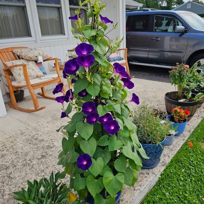 300PRAIRIE SAGE WHITE Sagebrush Seeds Perennial Native Wildflower ...
