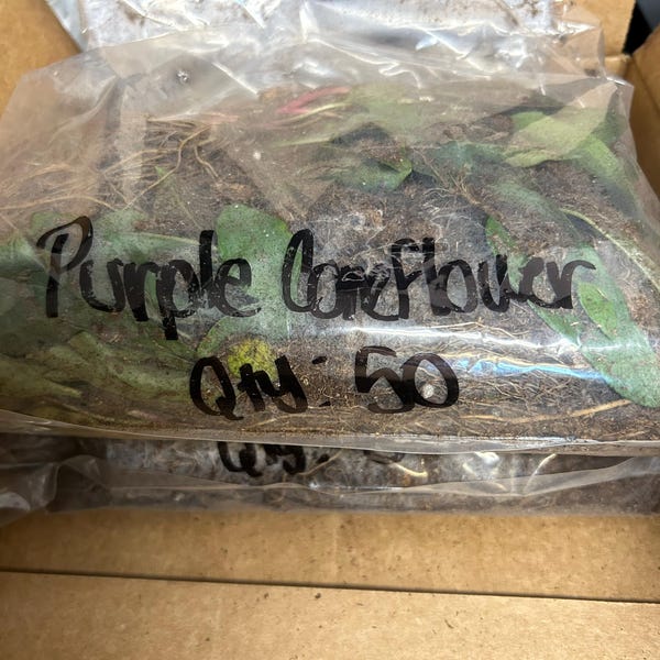 50 per Bundle Purple Coneflower Kim's Knee High Echinacea Bare-root - Etsy