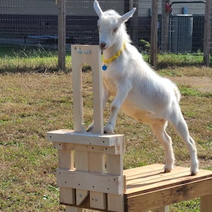 Goat Milk Stand for Pygmy and Dwarf Goats, Quality Eco Friendly Durable - Etsy