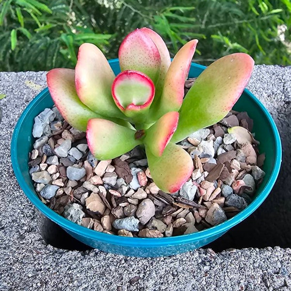 Sedum Dasyphyllum Major Blue Tears Sedum Live Succulent Plants 2" 4” 6 ...