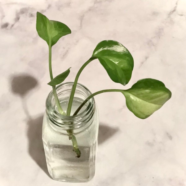 Global Green Pothos | Epipremnum Pinnatum | LIVE House Plant | Nodes ...