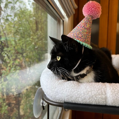 Cat Birthday Hat Pet Party Hat Puppy Birthday First Birthday Puppy First Birthday Birthday Party ...