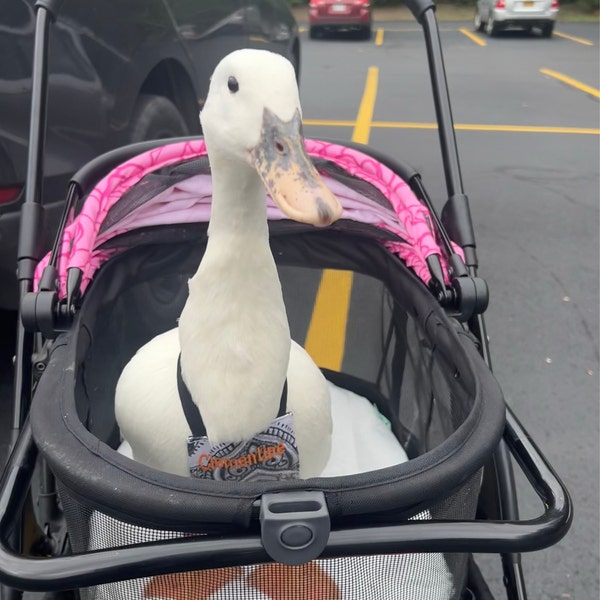 High Quality ORIGINAL - Duck Chicken Goose Diaper Harness - Adjustable ...