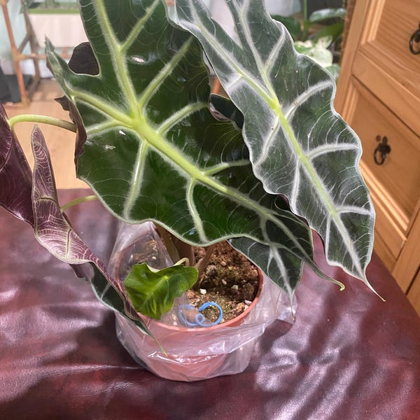 Mixed Alpine Plants Vibrant Garden Perennial Large Flowering Rockery ...