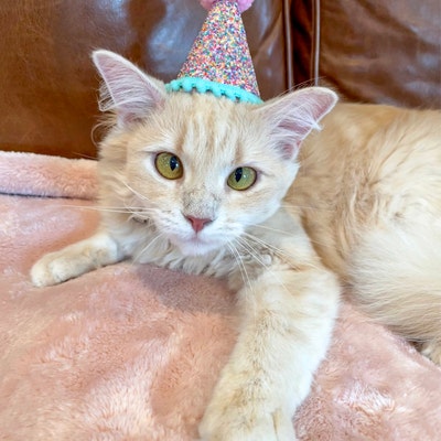 Cat Birthday Hat Pet Party Hat Puppy Birthday First Birthday Puppy First Birthday Birthday Party ...