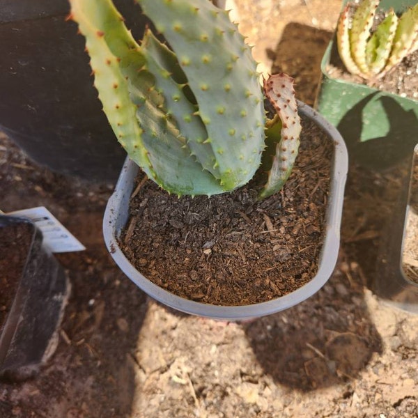 Brachychiton Rupestris Australian Bottle Tree. Queensland Bottle Tree ...