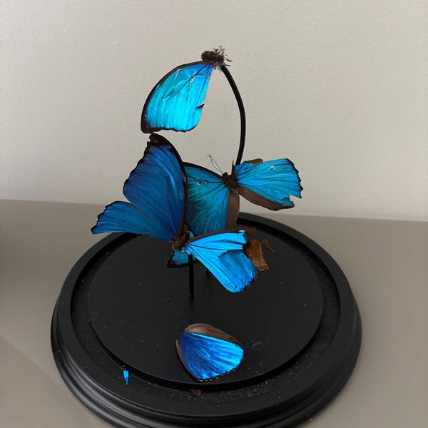 Mounted Fox (trophy) - Etsy