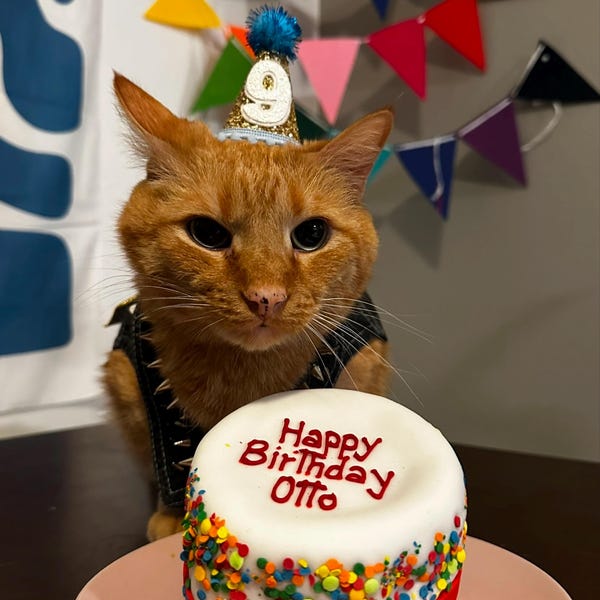 Pet Party Hat | Mini Cat Birthday Party Hat | Mini Cat Party Hat | Dog ...