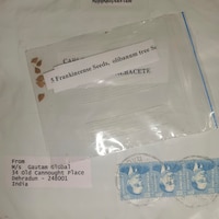 25 Dalbergia Melanoxylon Seeds, African Blackwood Seeds , Grenadilla ...