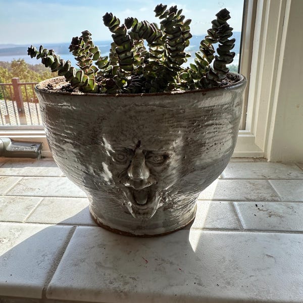 Aloe Brevifolia, Short-leaf Aloe, Crocodile Plant, Live Succulent in 4 ...