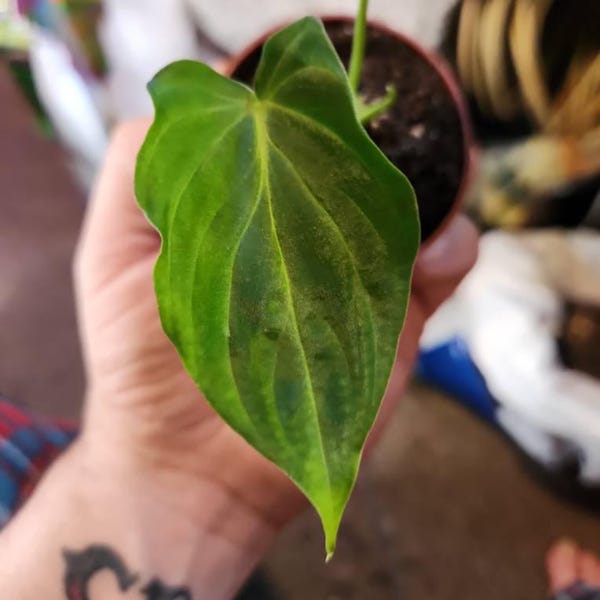 Chester Fern Starter Plant (ALL STARTER PLANTS Require You to Purchase ...