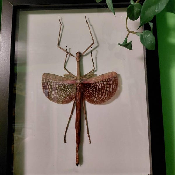 World's Largest Cicada Species 7-8" Wingspan | Megapomponia Merula ...