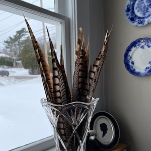 Extremely Rare 1 Grade Golden Pheasant Pelt With Wings - Etsy