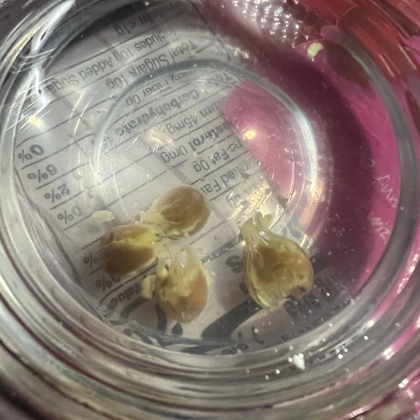 Orange Seeds - Heirloom, Open Pollinated, Non GMO - Grow Indoors ...