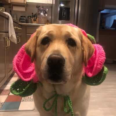 Dog Costume, Dog Collar, Blooming Flower Halloween Costume, Dog Clothes ...