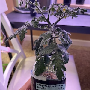 Vilma Micro Dwarf Tomato 15 Seeds Organically Grown - Etsy