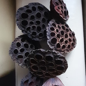 Bakuli Pods Dried Eco for Craft Rustic Natural Decoration - Etsy