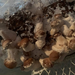 Shiitake Mushroom Growing Kit FREE SHIPPING - Etsy