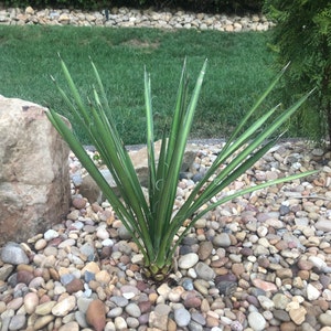 Zone 8 Plant, XL Agave Americana 'marginata' Variegated Century Plant ...