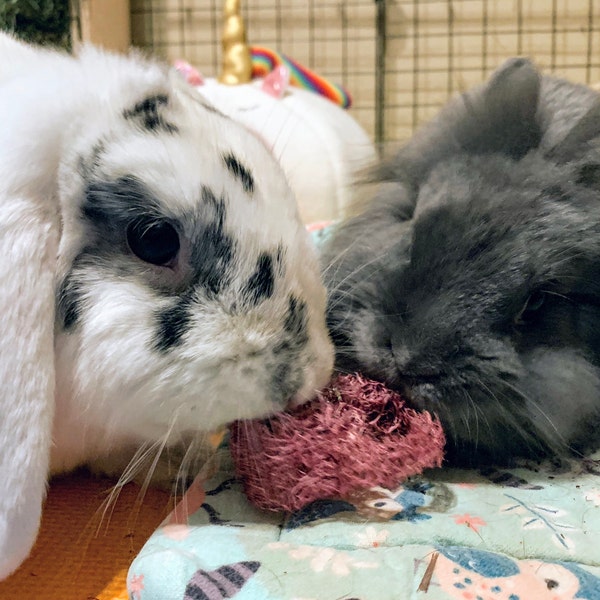 DISCOUNTED Loofah Bits & Bobs | Luffa Gourd | Bunny Rabbit, Guinea Pig ...