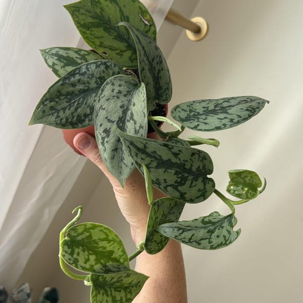 Silver Lady Pothos - Scindapsus Silver Lady - Silver Pothos Plant ...