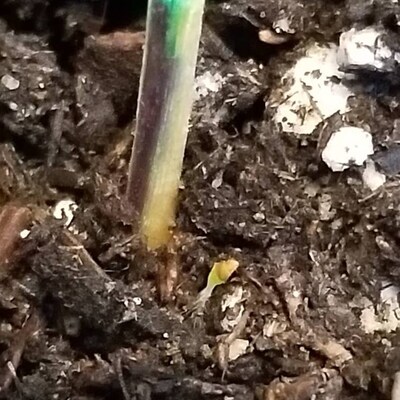 Lithops Aucampiae 'jackson's Jade' C395, 10 Seeds - Etsy