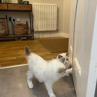 Natural Rabbit Fur and Linen Rope Dog Toy for Tug-of-war and Chasing ...