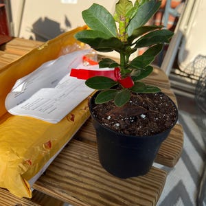 Fragrant Princess Dwarf Tea Olive 'kaori Hime' Osmanthus Live Plant 1 ...
