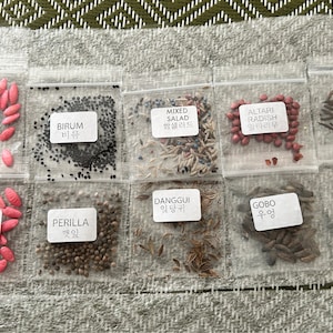 총각무, 알타리무 Seeds (40+) Altari Radish Seeds AKA Bachelor Radish - Etsy