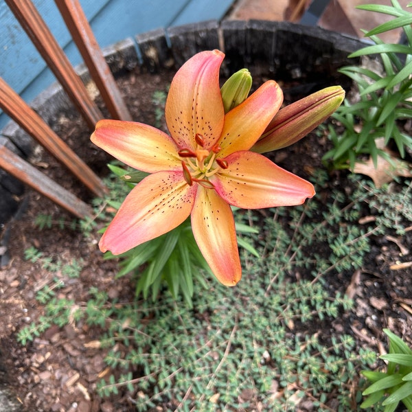 Royal Sunset Lily Flower Bulbs - Vibrant Orange, Yellow, Purple-pink ...