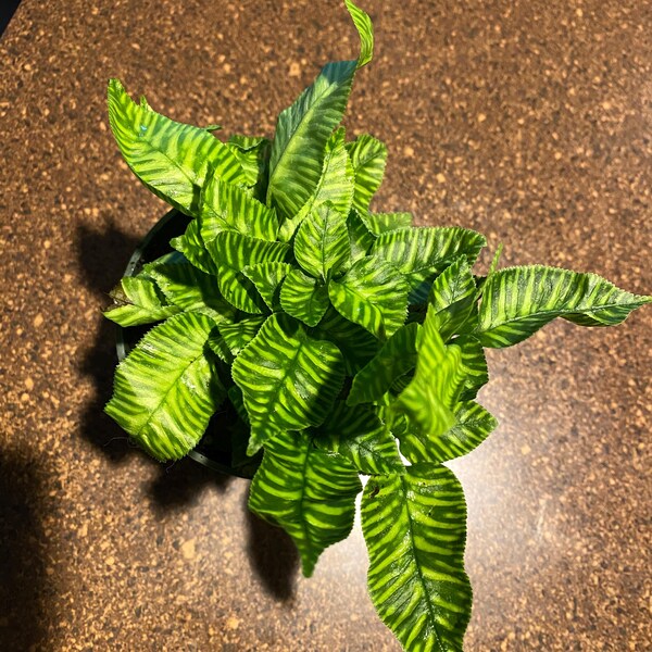 Striped Bamboo Fern Golden Zebra Plant - Live Plant - Rare Plant - 4 ...
