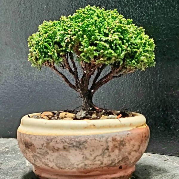 Small Unglazed Round Bonsai Pot 5 3/4 - Etsy