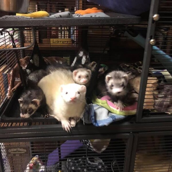 Ferret Emergency Chart and Health Medical Kit List Laminated Quick ...