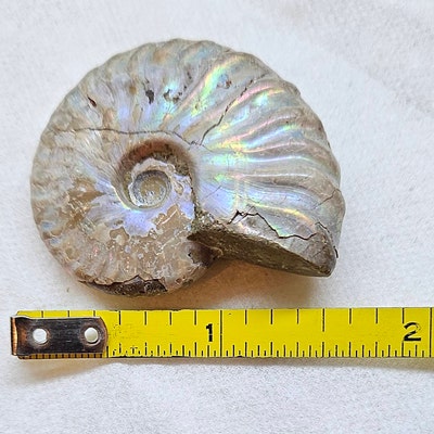 Opalized Ammonite / Fire Ammonite / Ammonite Specimen / Polished ...