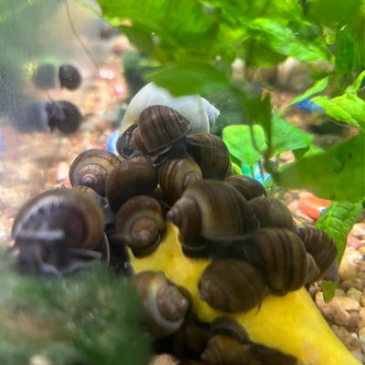 Super Snello 8oz, Aquatic Snail Food, Dehydrated, Snail Jello, Mystery ...